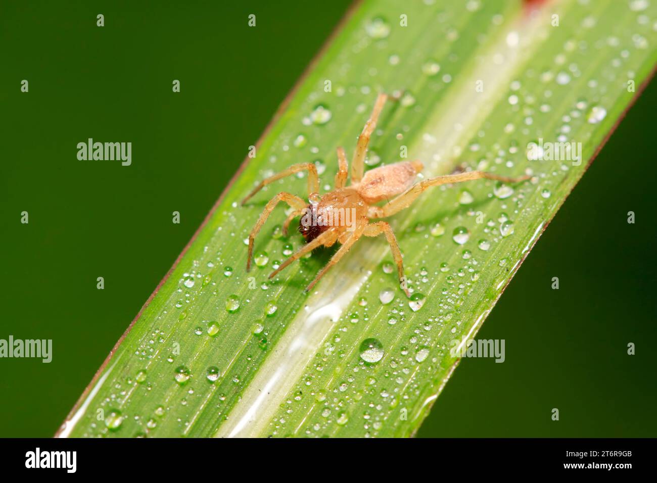 Spiders on plant in the wild Stock Photo - Alamy