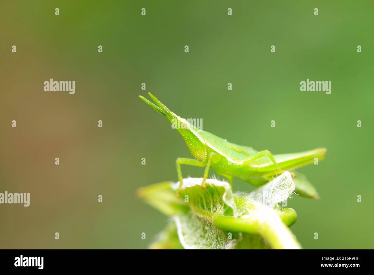 Atractomorpha sinensis Bolvar on plant in the wild Stock Photo - Alamy