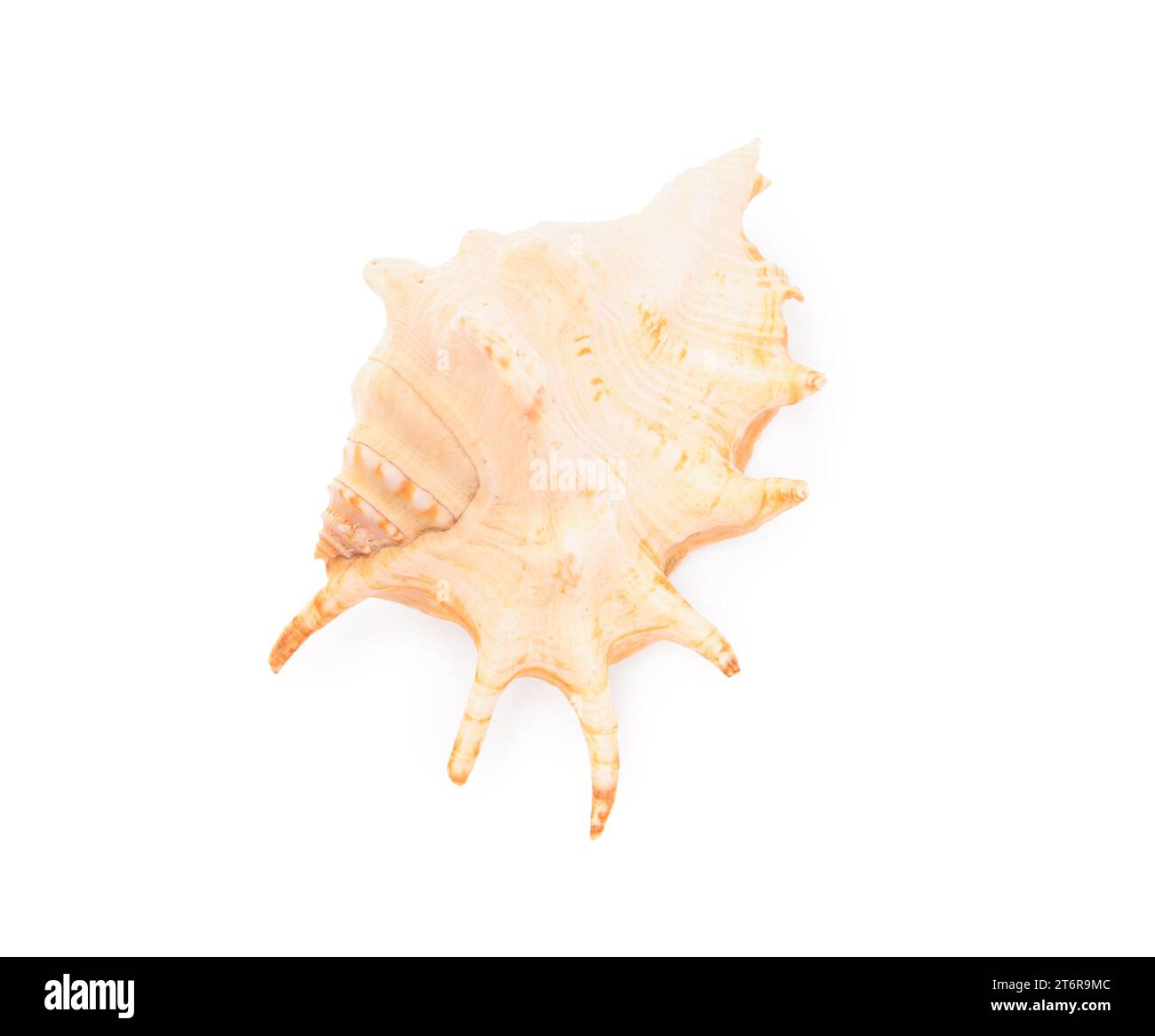 Beautiful seashell isolated on white, top view. Beach object Stock ...