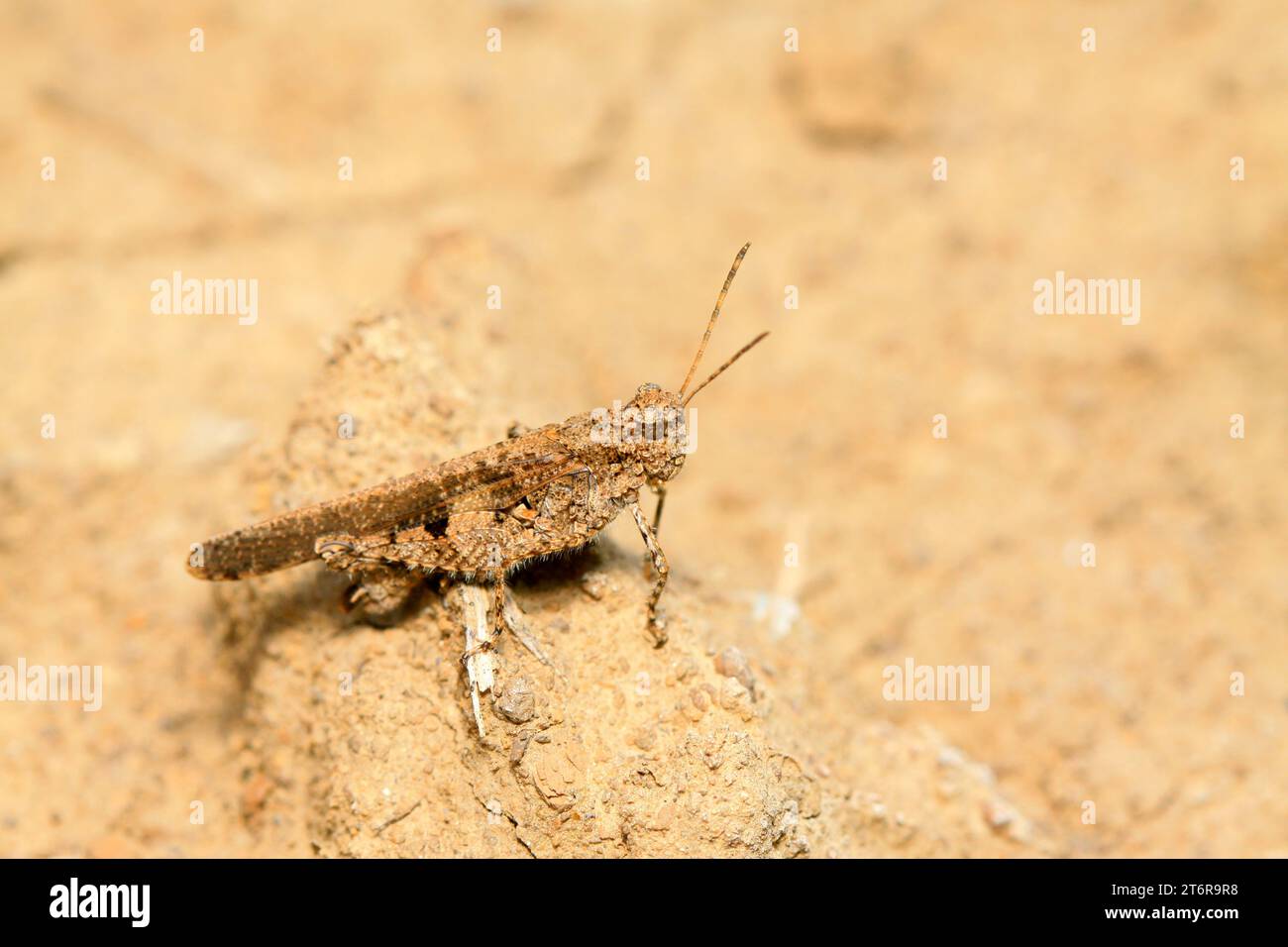 Grasshopper on plant in the wild Stock Photo - Alamy