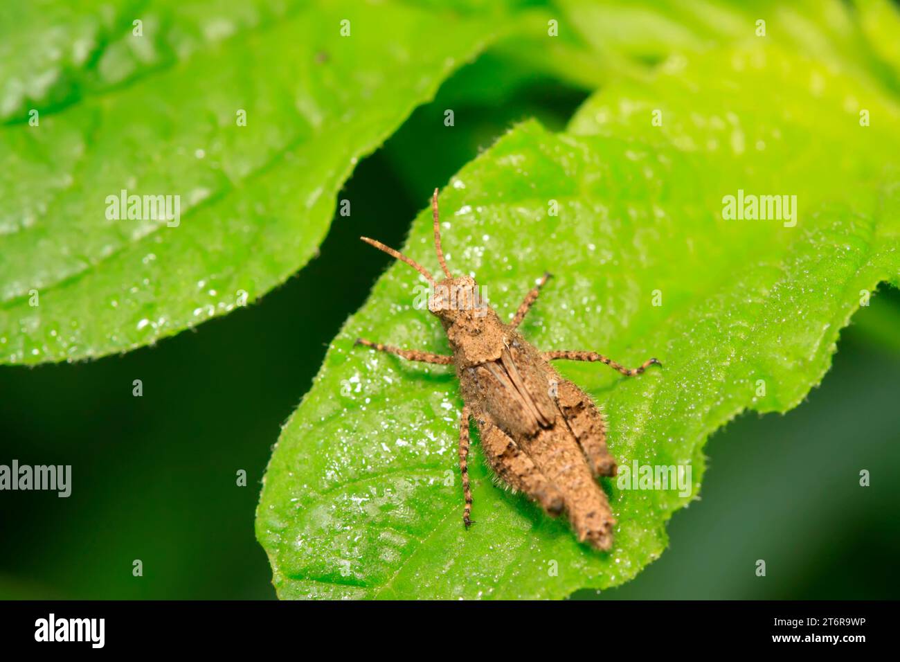 Grasshopper on plant in the wild Stock Photo - Alamy