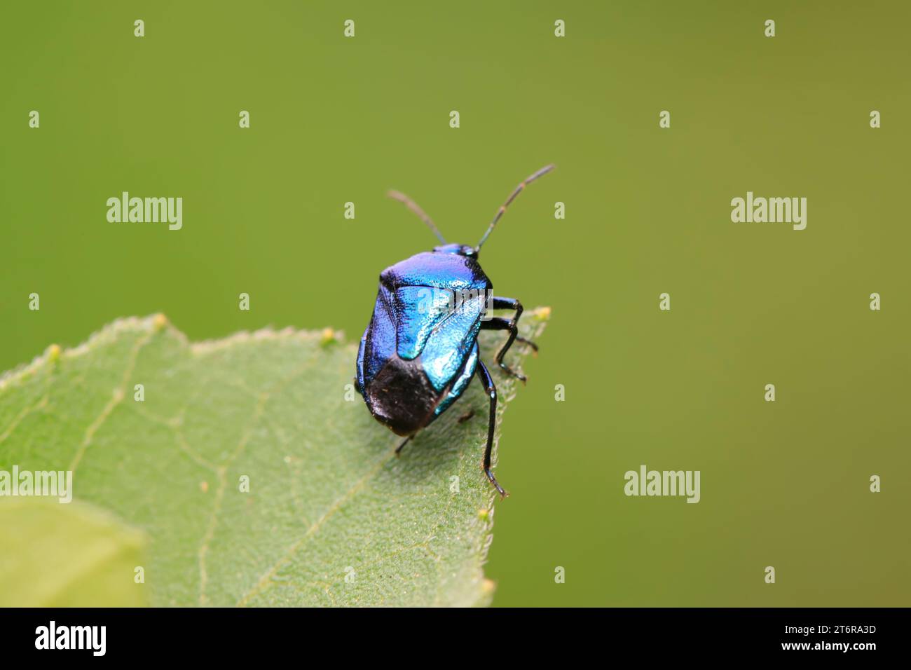 Zicrona caerulea on plant in the wild Stock Photo - Alamy