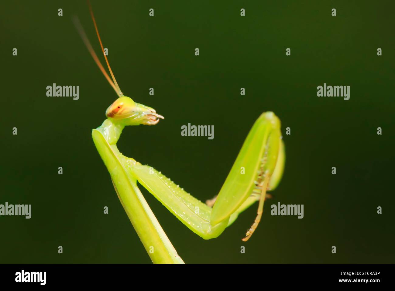 Mantis larvae on plant in the wild Stock Photo - Alamy