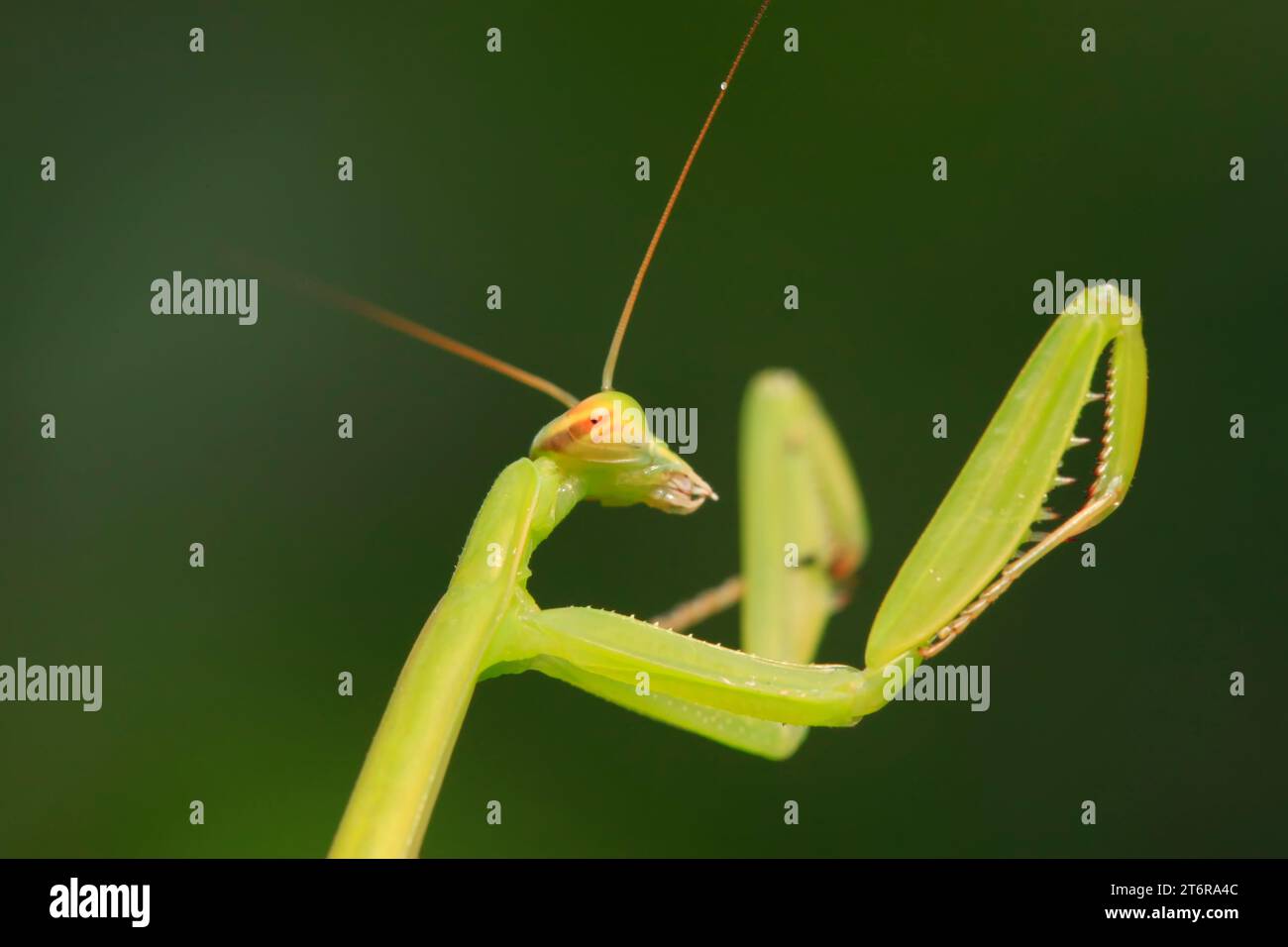 Mantis larvae on plant in the wild Stock Photo - Alamy