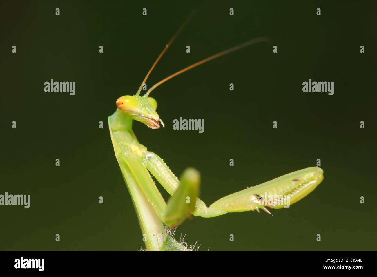 Mantis larvae on plant hi-res stock photography and images - Alamy
