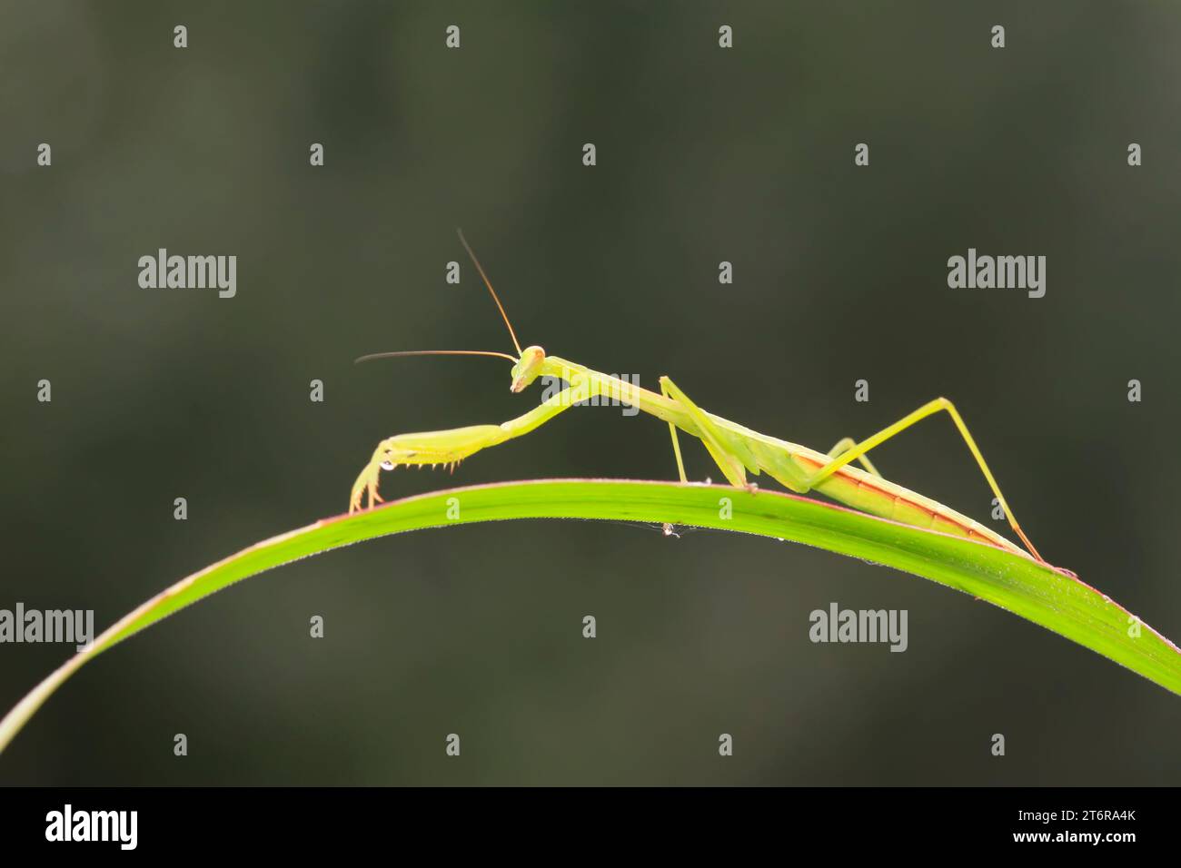 Mantis larvae on plant in the wild Stock Photo - Alamy