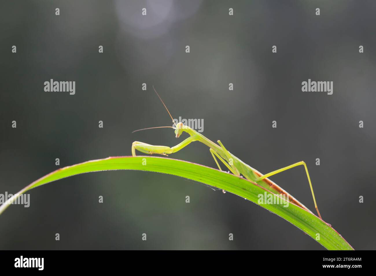 Mantis larvae on plant in the wild Stock Photo - Alamy
