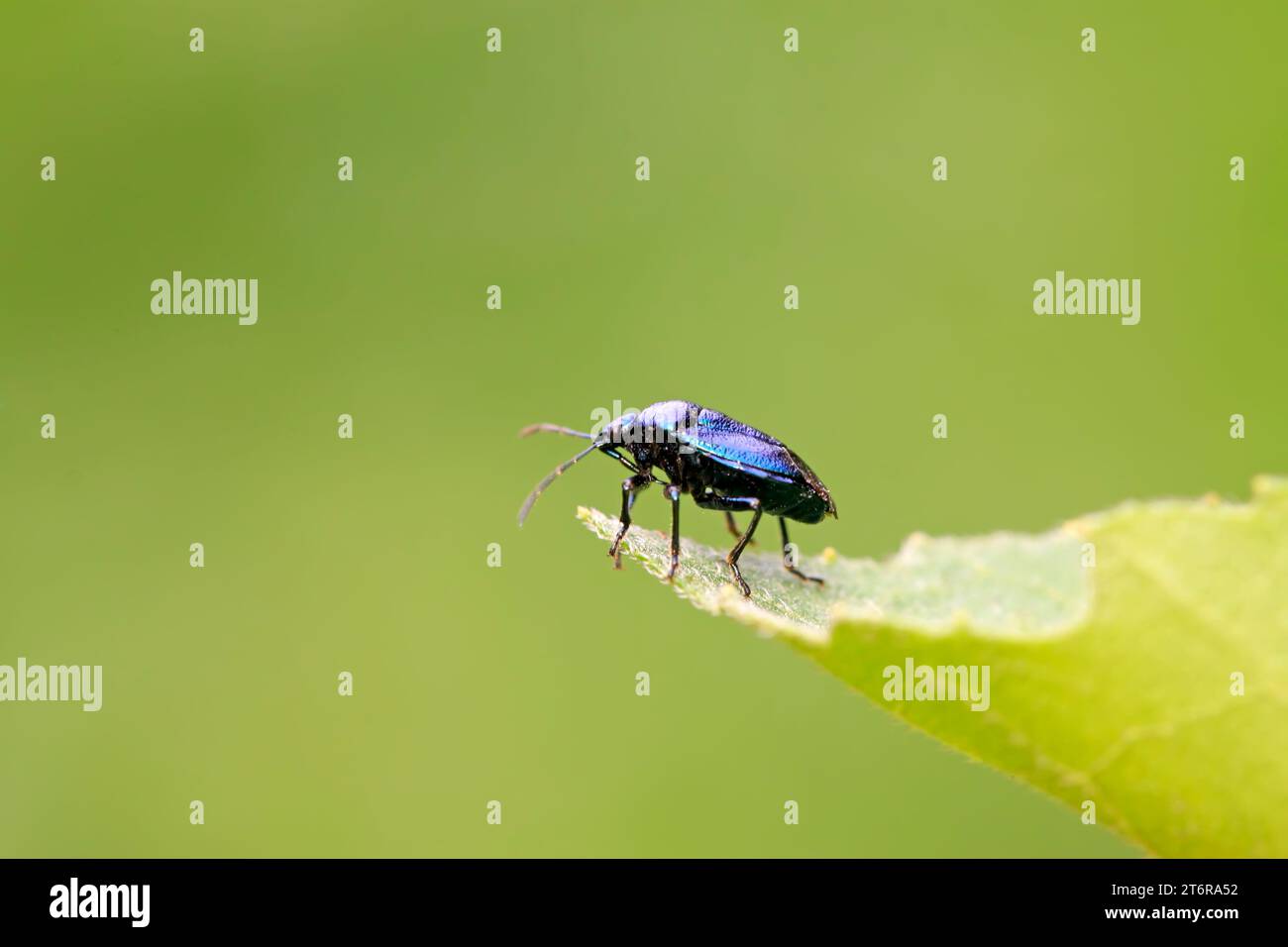 Zicrona caerulea hi-res stock photography and images - Alamy