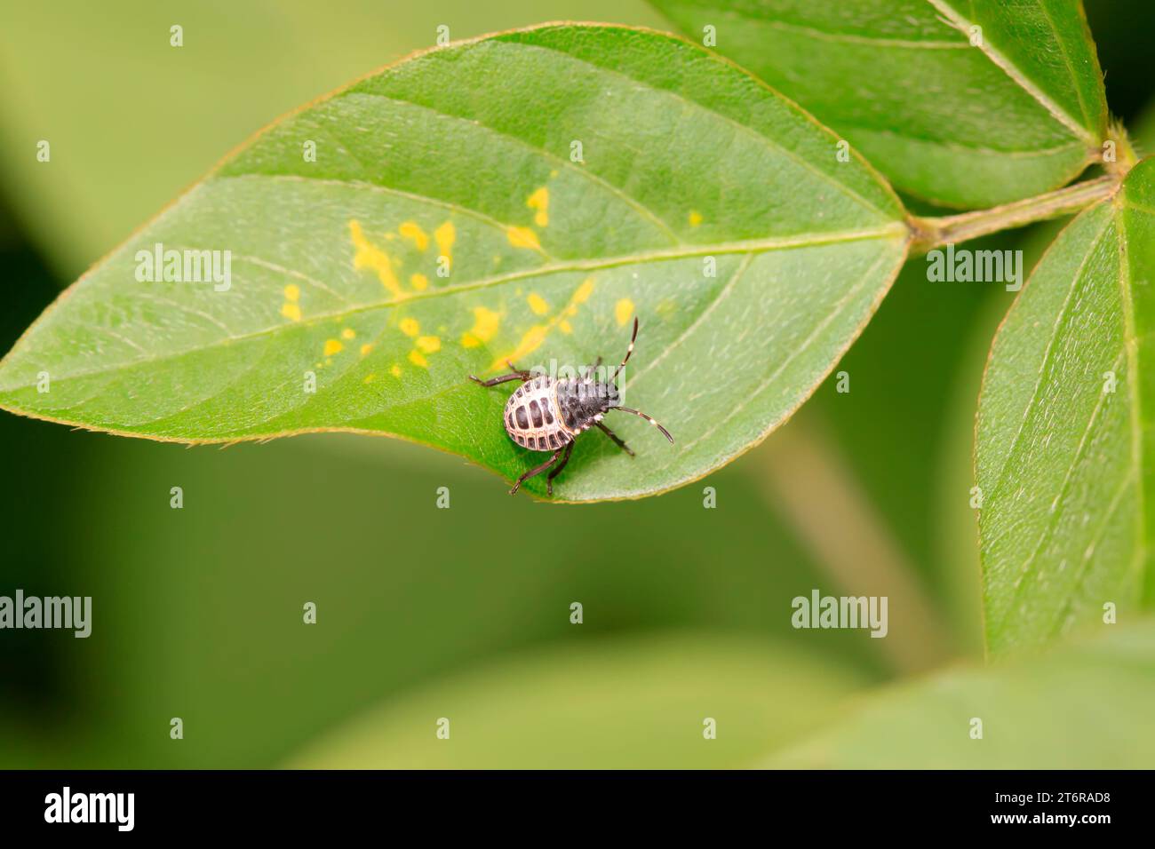 Aspongopus chinensis dallas hi-res stock photography and images - Alamy