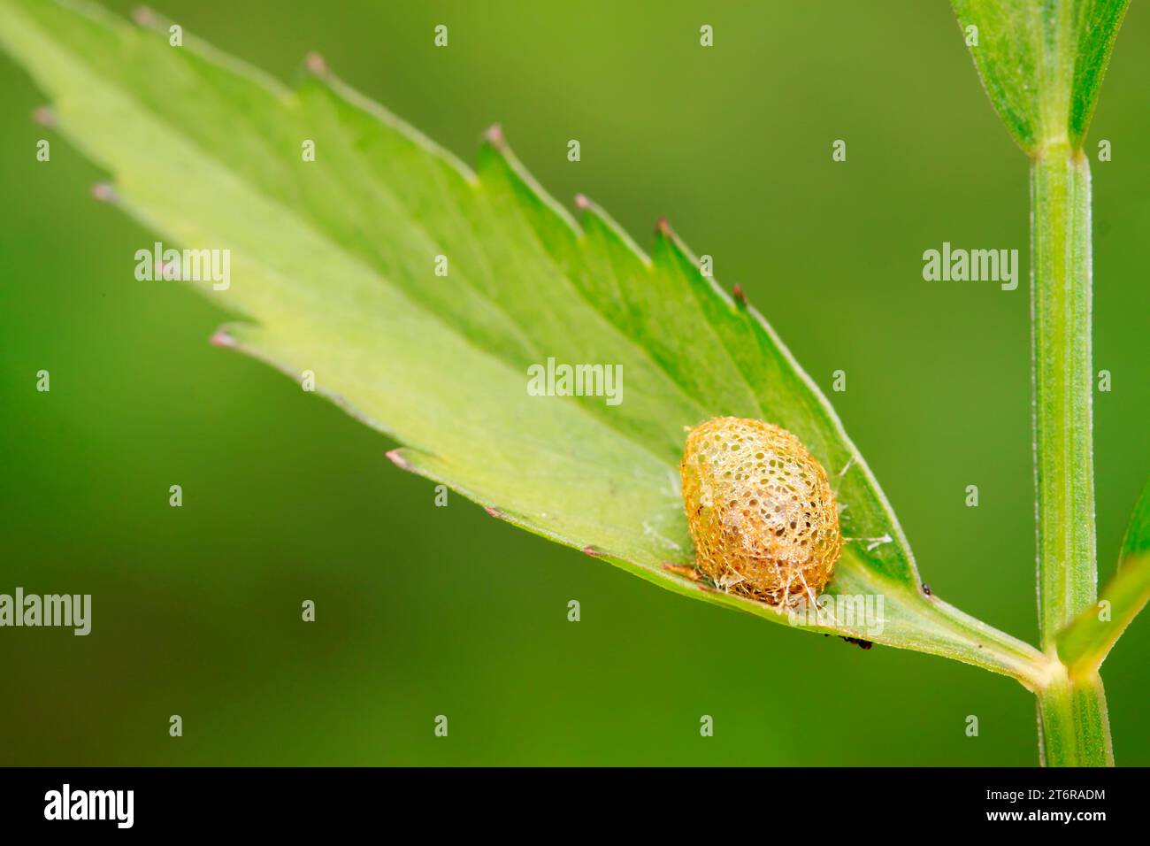 Insects cocoon hi-res stock photography and images - Alamy
