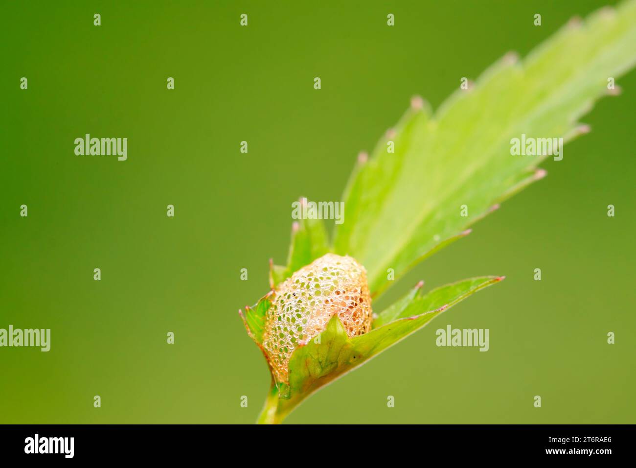 insects cocoon on plant in the wild Stock Photo - Alamy