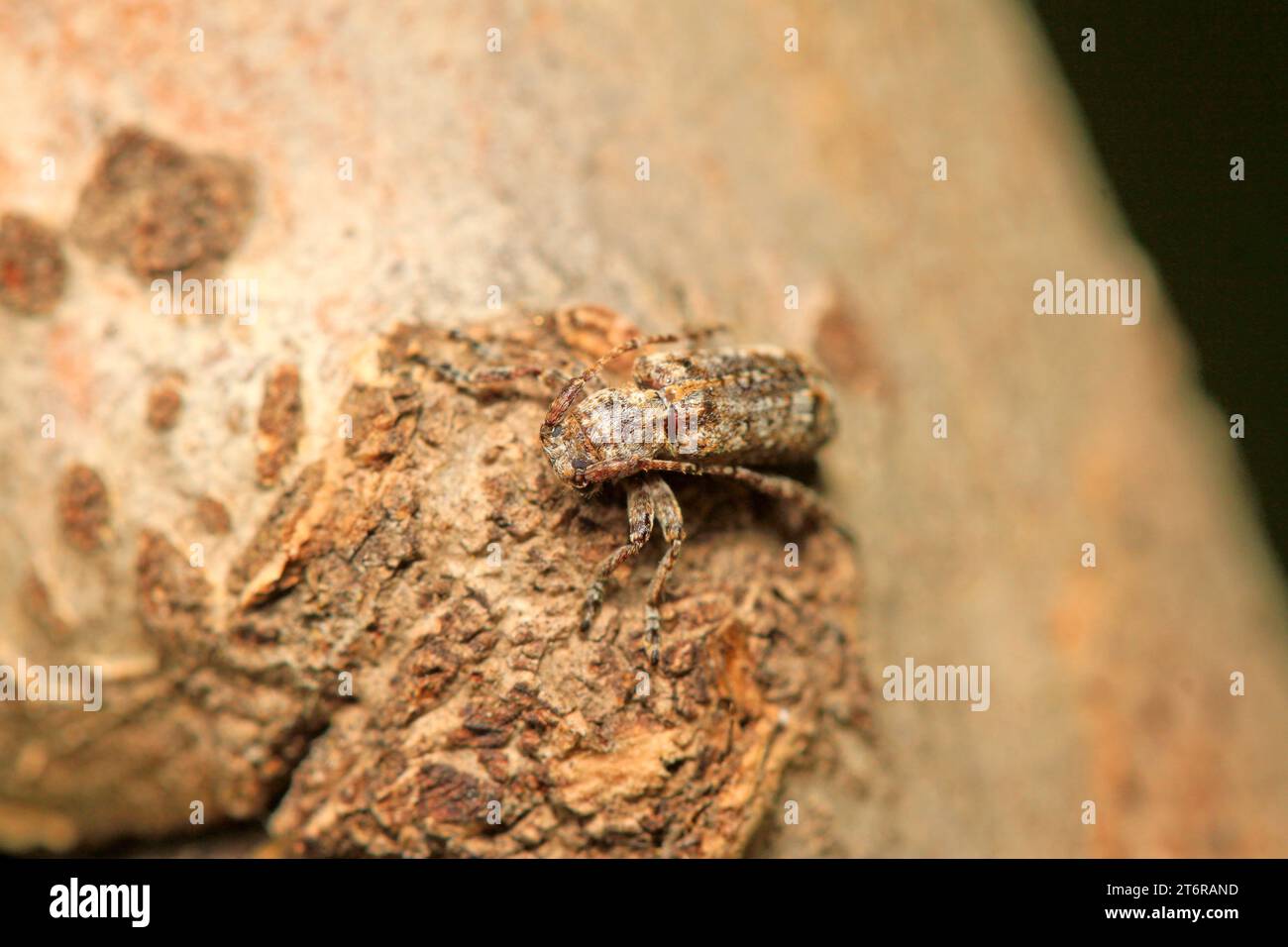 tiny insects on plant in the wild Stock Photo - Alamy