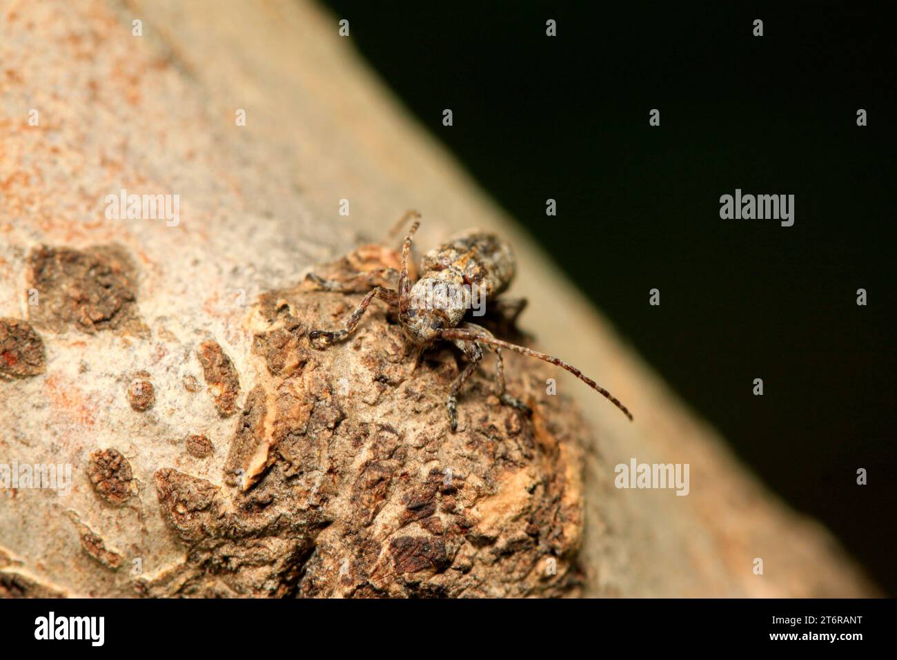 Tiny insects hi-res stock photography and images - Alamy