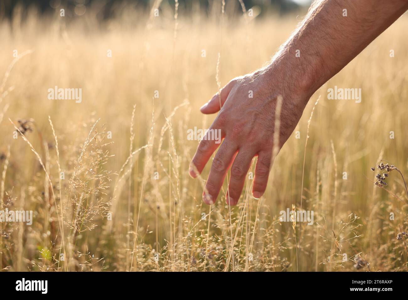 Man walking through field touching hi-res stock photography and images ...