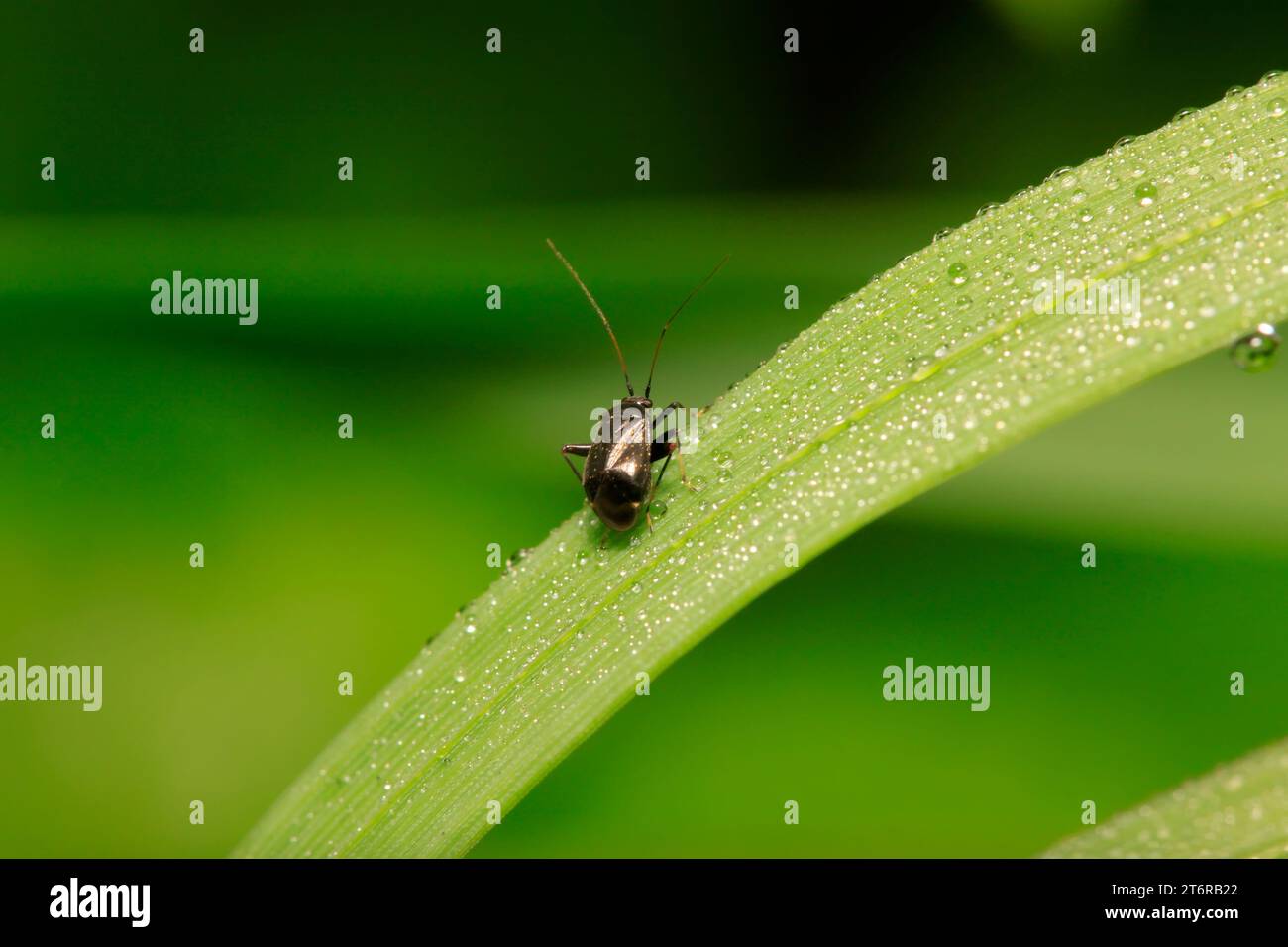 Aspongopus chinensis dallas hi-res stock photography and images - Alamy