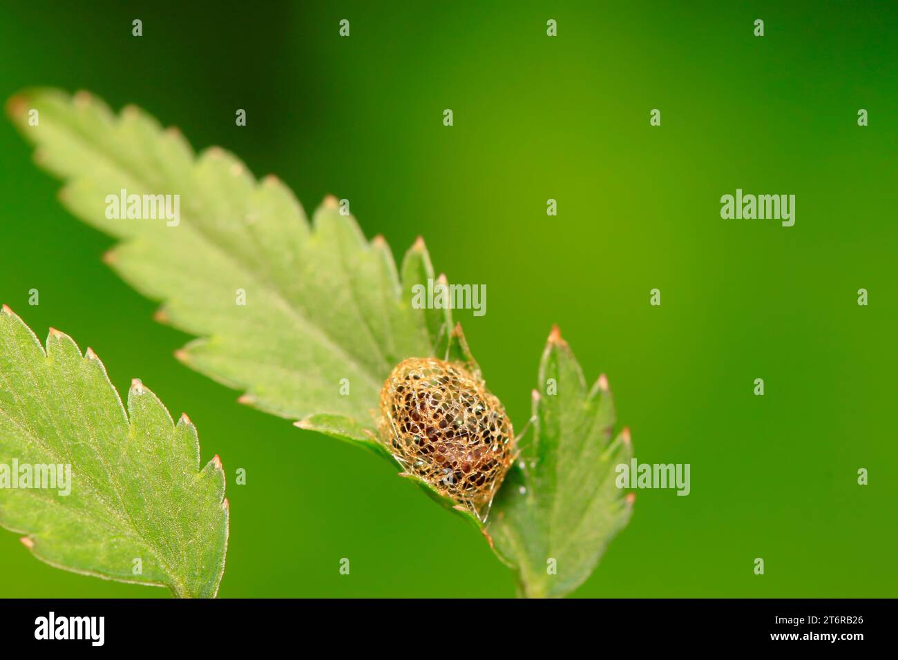 insects cocoon on plant in the wild Stock Photo - Alamy