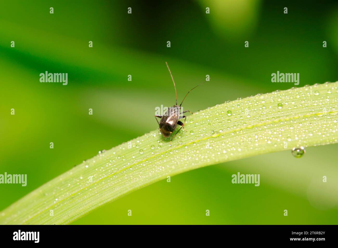 Aspongopus chinensis dallas hi-res stock photography and images - Alamy