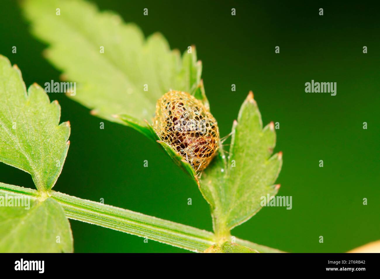 insects cocoon on plant in the wild Stock Photo - Alamy