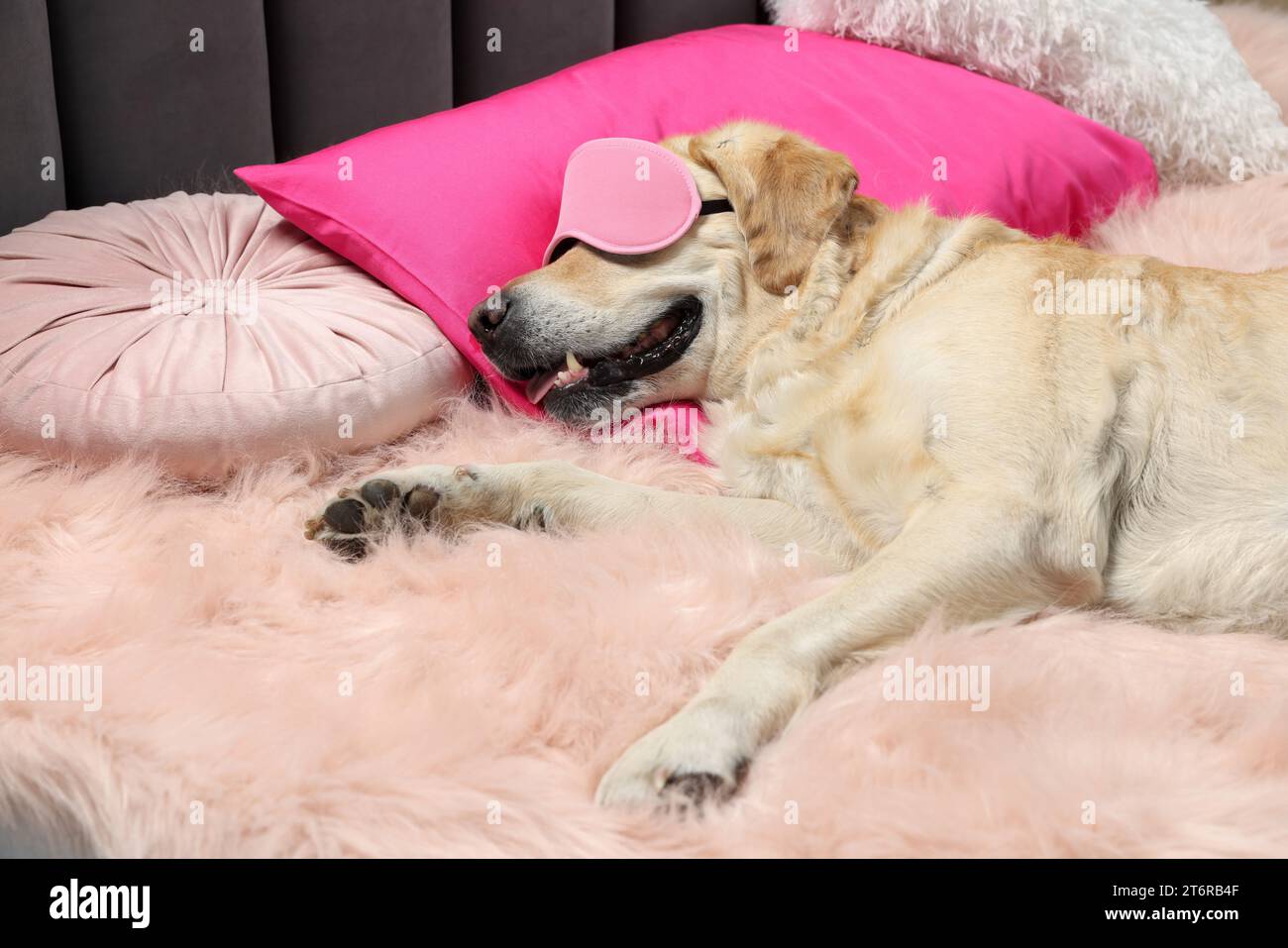 Cute Labrador Retriever with sleep mask resting on bed Stock Photo - Alamy