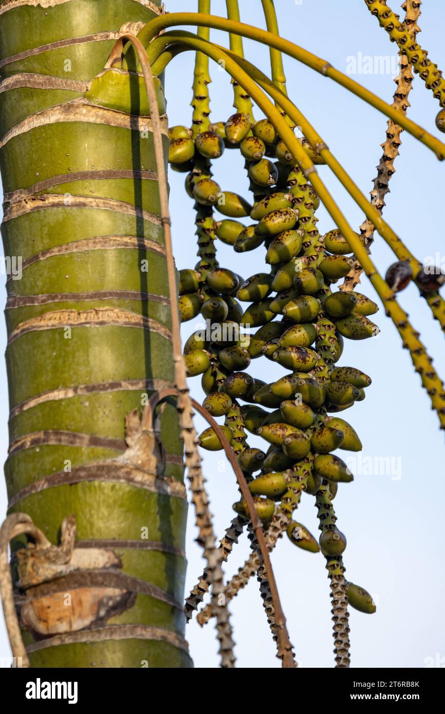 Kentia palm tree hi-res stock photography and images - Alamy