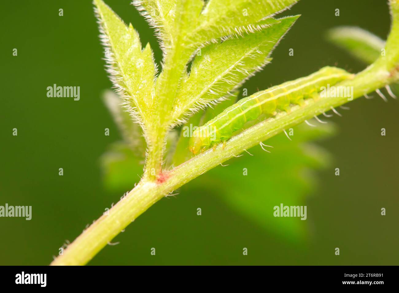 tiny insects on plant in the wild Stock Photo - Alamy