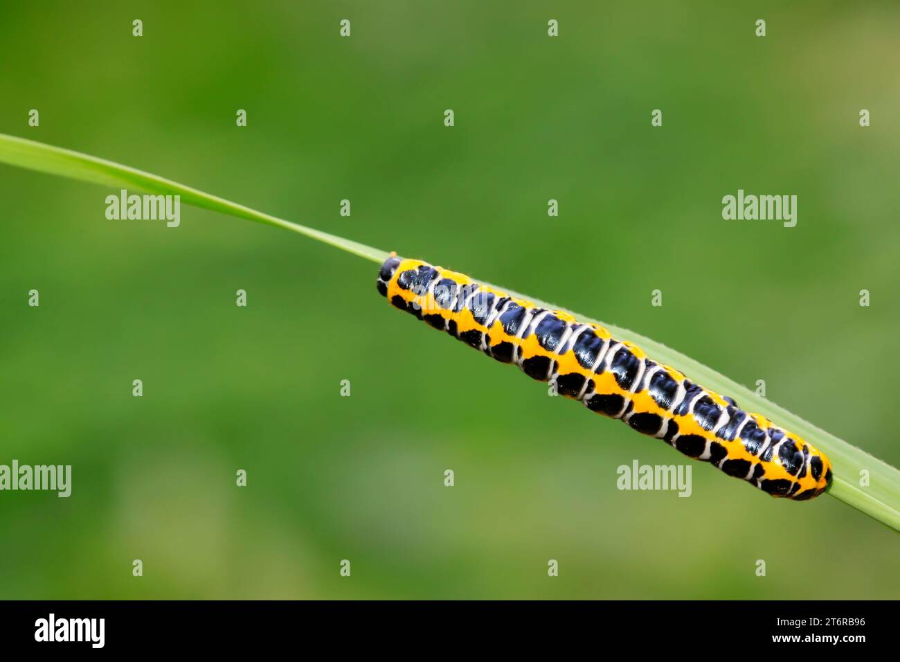 Cucullia fraterna hi-res stock photography and images - Alamy