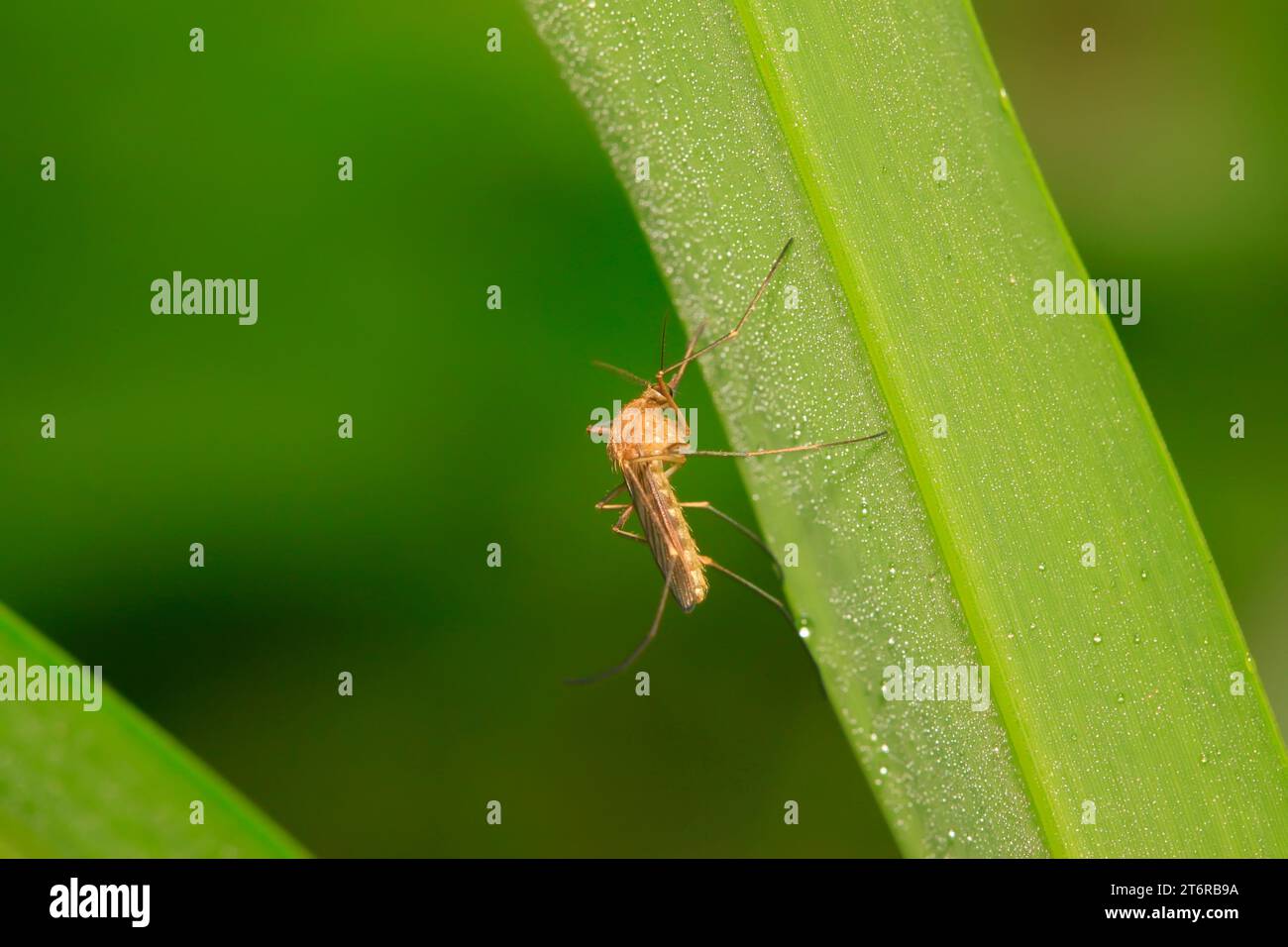 mosquitoes on plant in the wild Stock Photo - Alamy