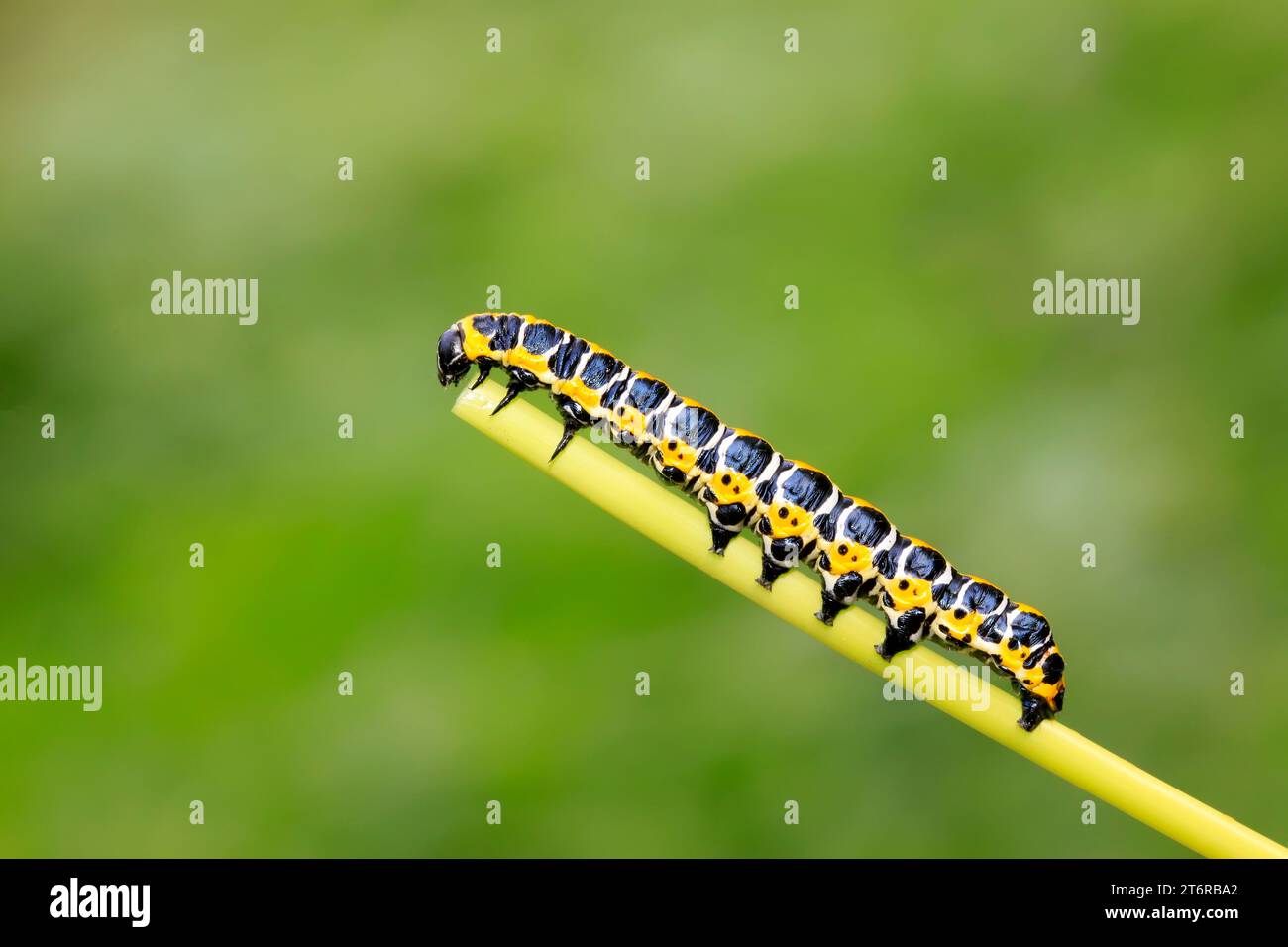 Cucullia fraterna hi-res stock photography and images - Alamy