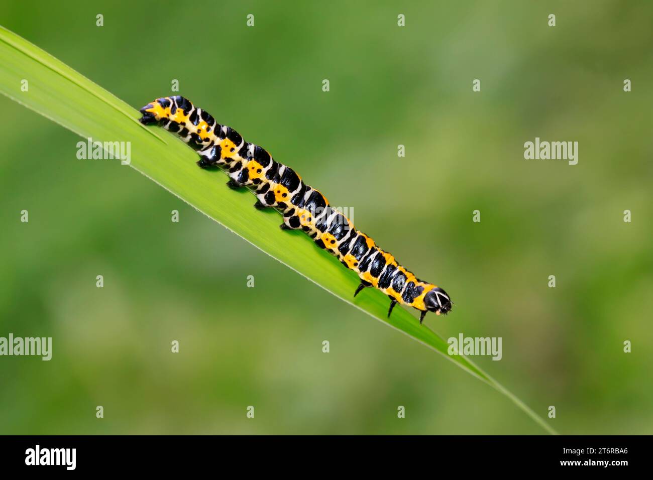 Cucullia fraterna hi-res stock photography and images - Alamy