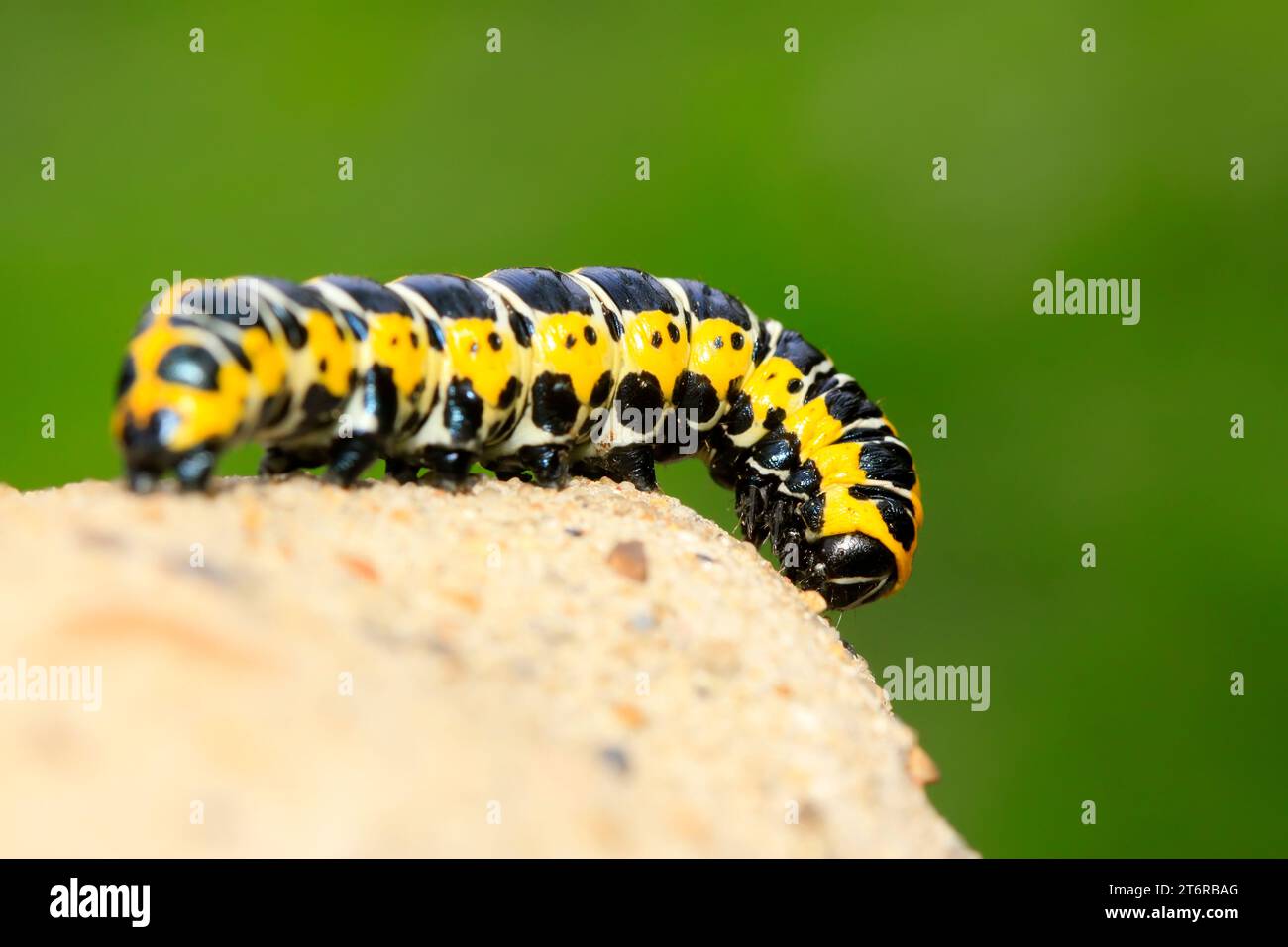 Cucullia fraterna hi-res stock photography and images - Alamy