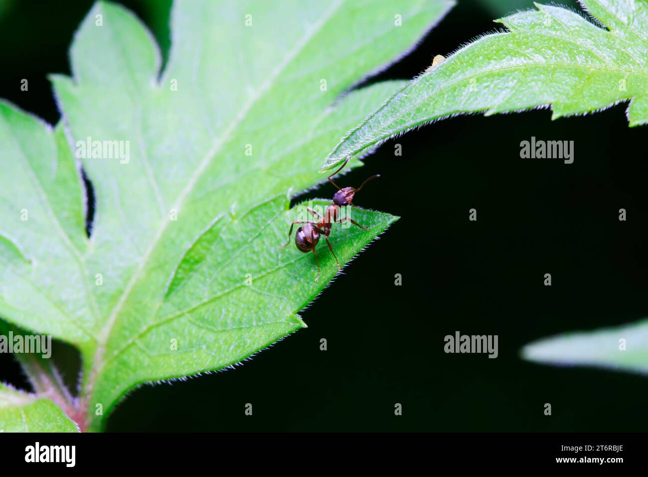 Formicidae insects hi-res stock photography and images - Alamy
