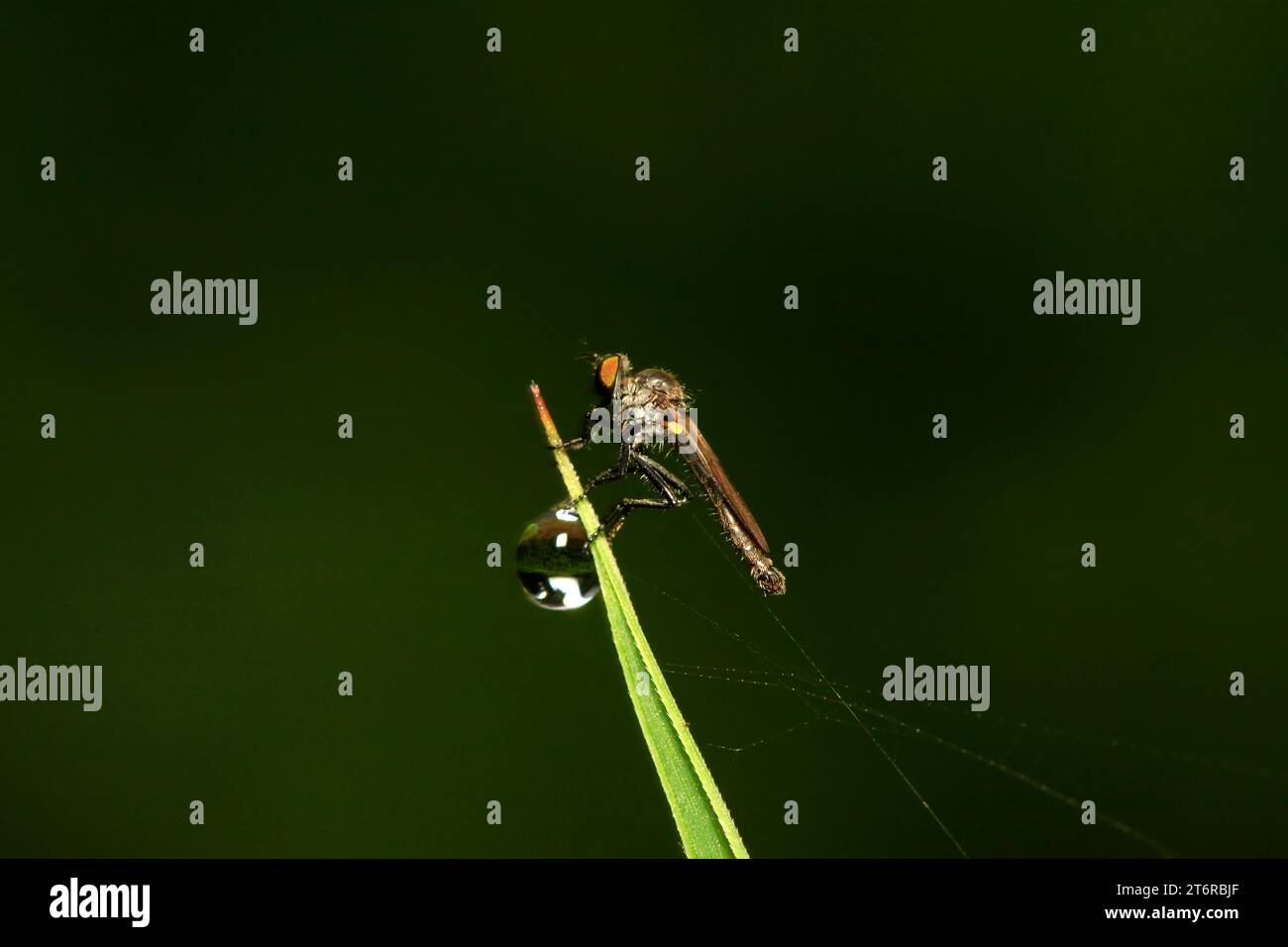 Cophinopoda chinensis hi-res stock photography and images - Alamy