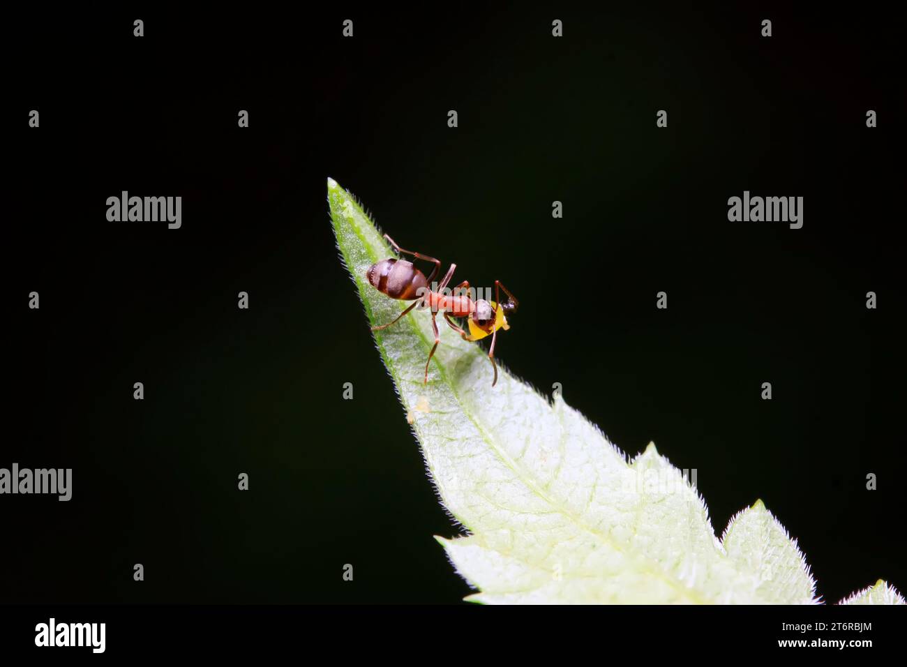 Formicidae insects hi-res stock photography and images - Alamy