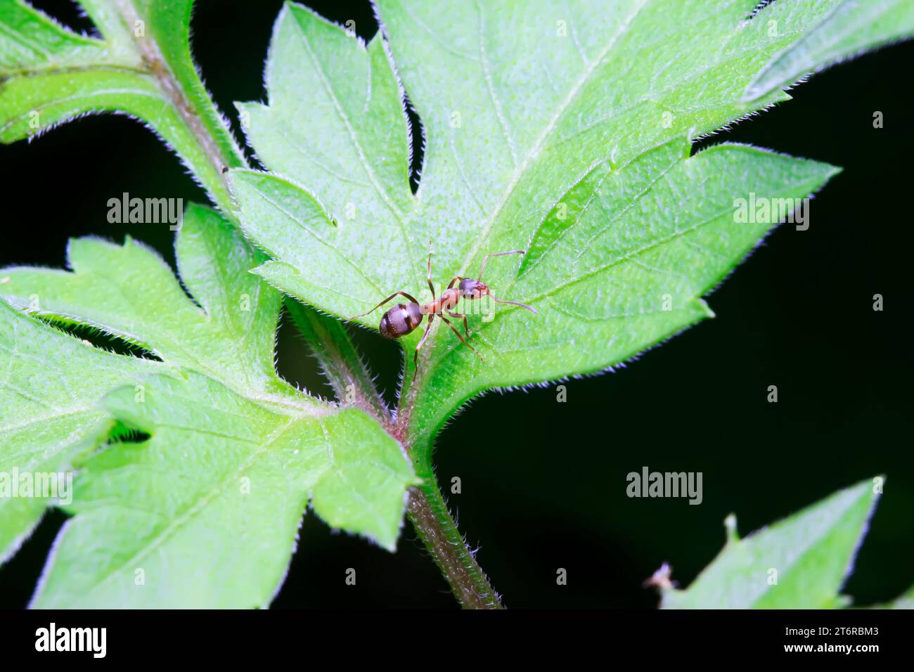Formicidae insects hi-res stock photography and images - Alamy