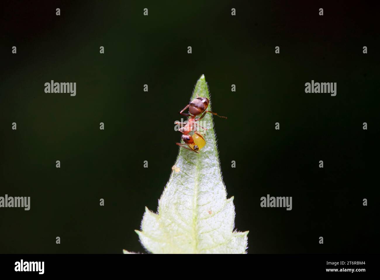 Formicidae insects hi-res stock photography and images - Alamy