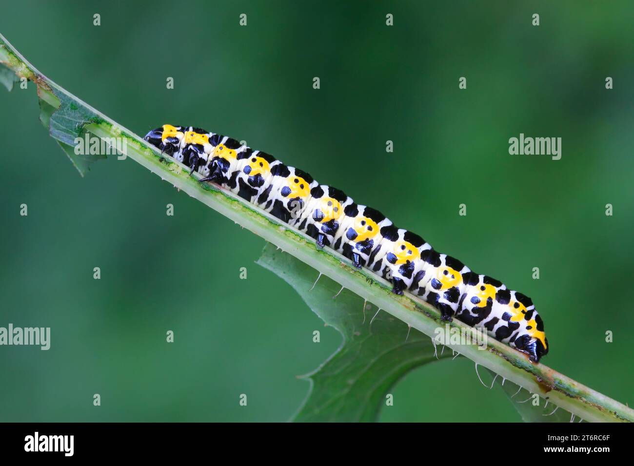 Cucullia fraterna hi-res stock photography and images - Alamy
