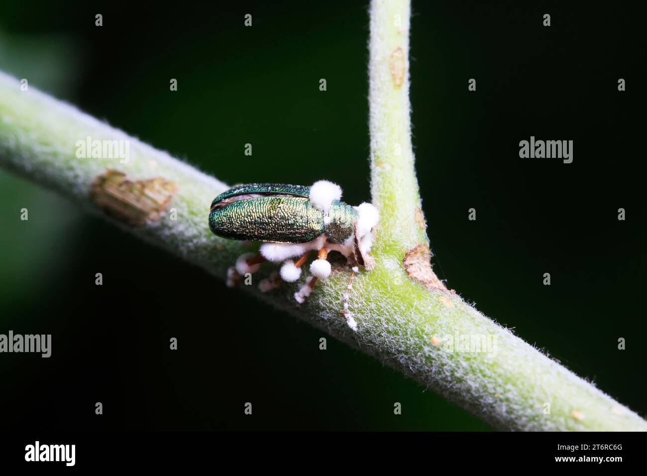 Beauveria bassiana infected insects on green plant in the wild Stock ...