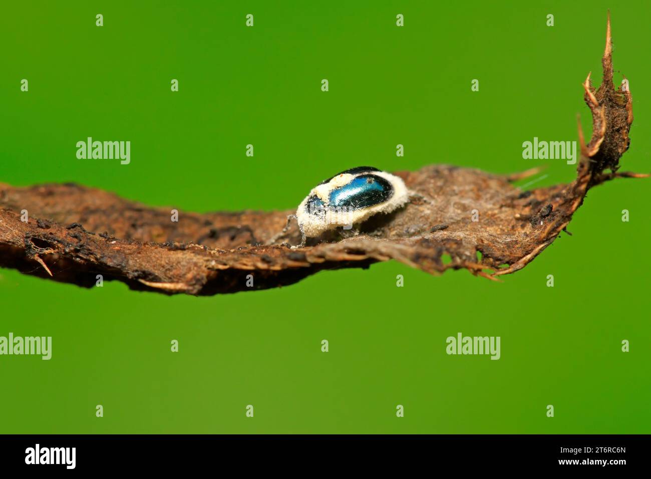 Beauveria bassiana infected insects on green plant in the wild Stock ...
