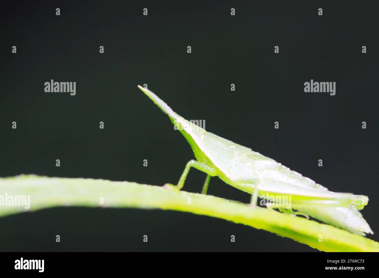 Atractomorpha sinensis Bolvar on plant in the wild Stock Photo - Alamy