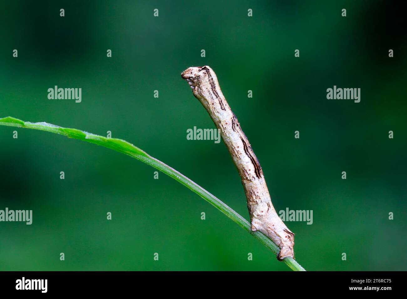 Geometridae larvae hi-res stock photography and images - Alamy