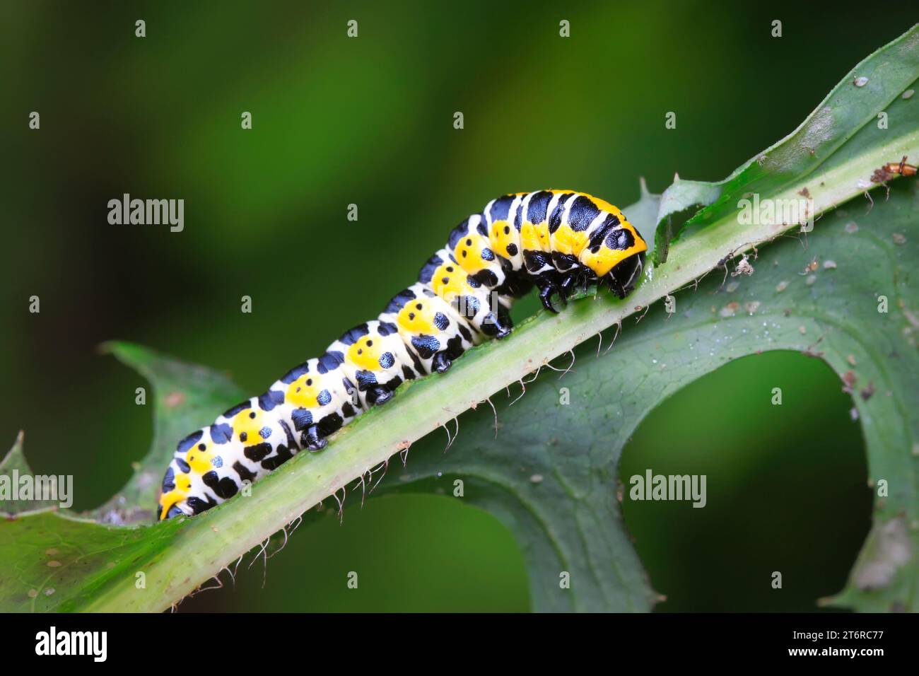 Cucullia fraterna hi-res stock photography and images - Alamy
