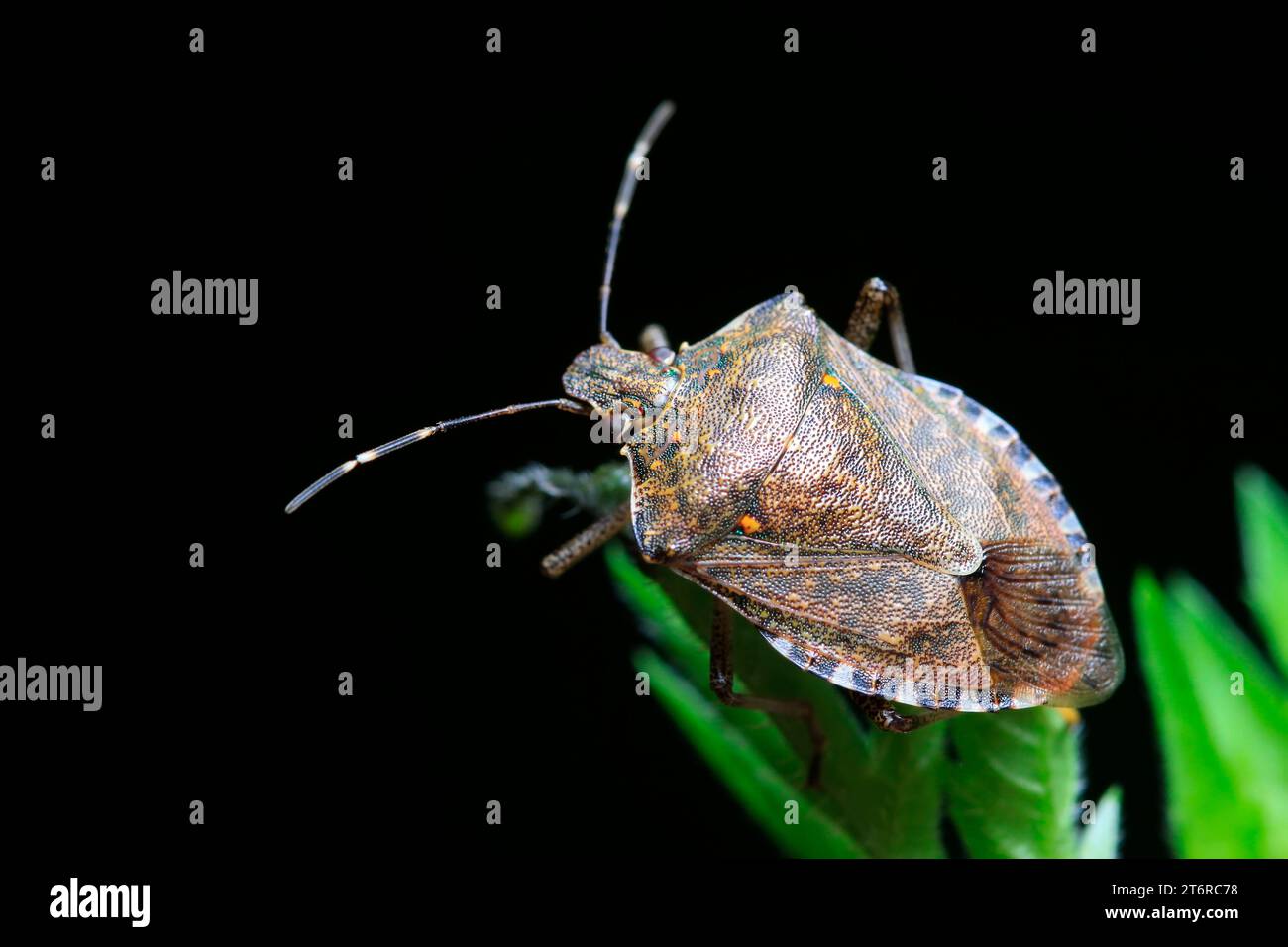 Aspongopus chinensis dallas hi-res stock photography and images - Alamy