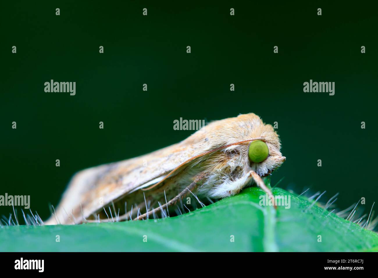 Moth insects on plant in the wild Stock Photo - Alamy