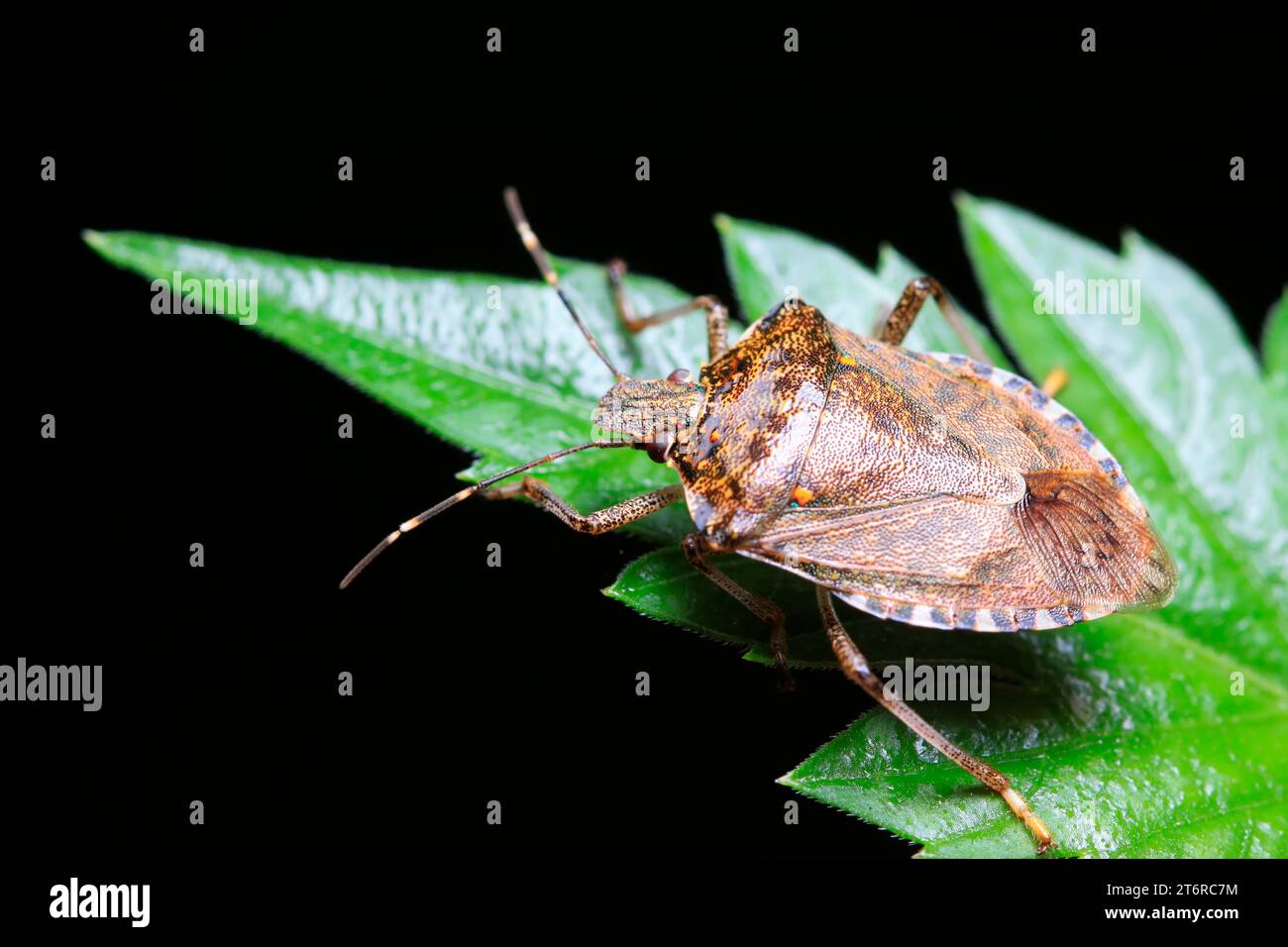 Aspongopus chinensis dallas hi-res stock photography and images - Alamy