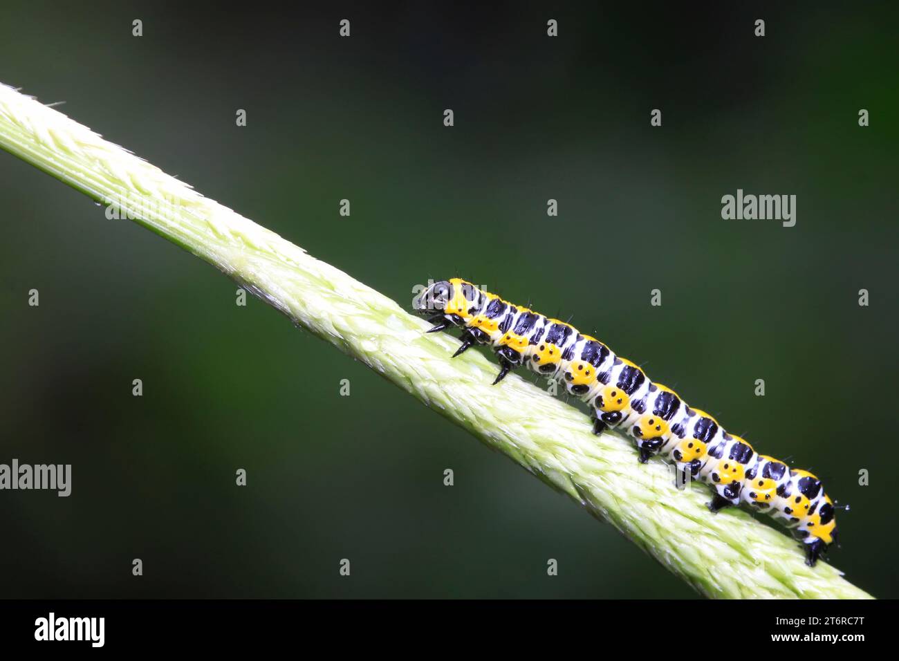 Cucullia fraterna hi-res stock photography and images - Alamy