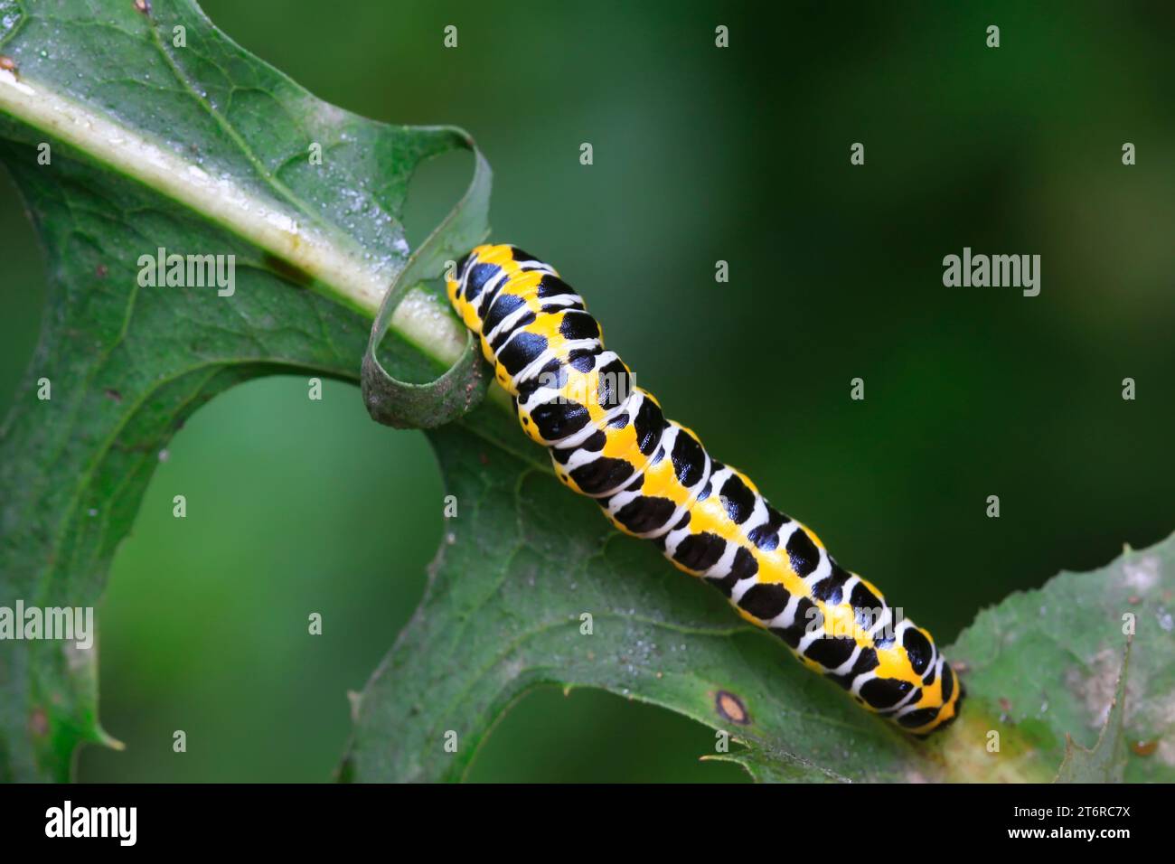 Cucullia fraterna hi-res stock photography and images - Alamy