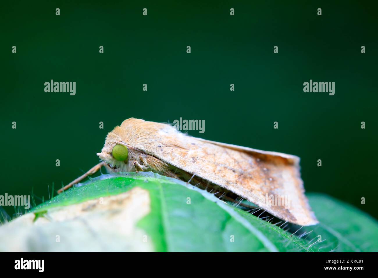 Moth insects on plant in the wild Stock Photo - Alamy