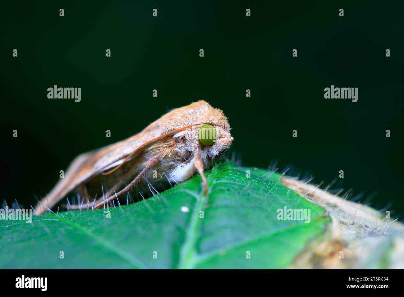 Moth insects on plant in the wild Stock Photo - Alamy