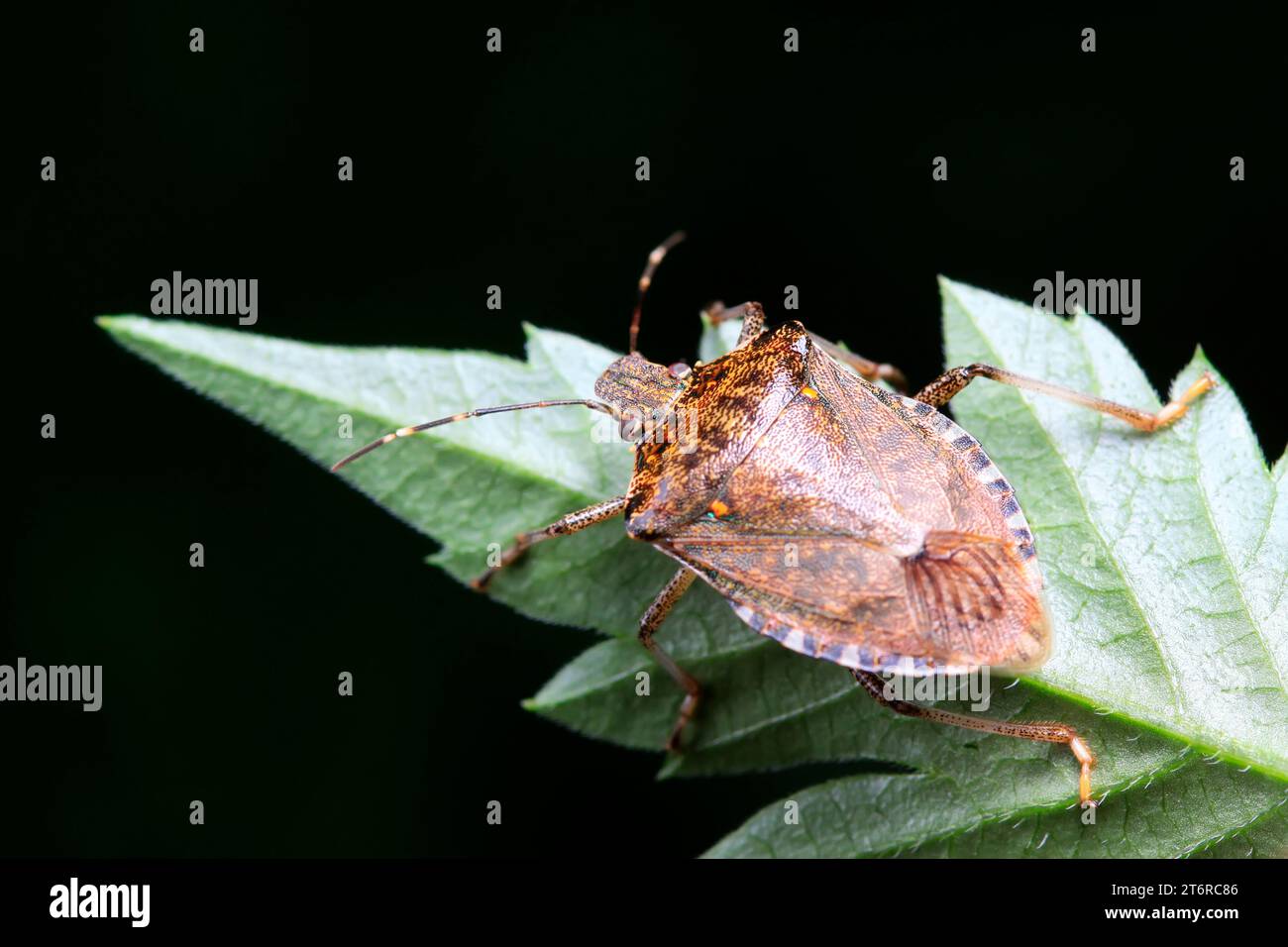 Aspongopus chinensis dallas hi-res stock photography and images - Alamy