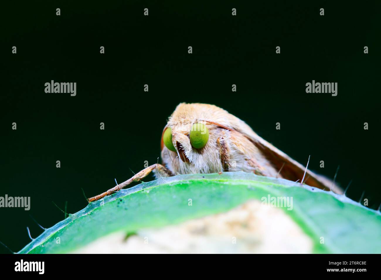 Moth insects on plant in the wild Stock Photo - Alamy